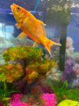 Complete Care Guide For Common Goldfish: Everything You Need To Know ...