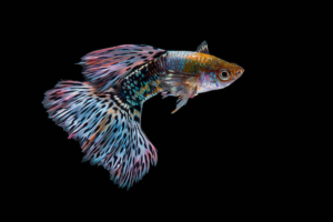 The Vibrant World of Fancy Guppies: A Complete Guide | AquAnswers