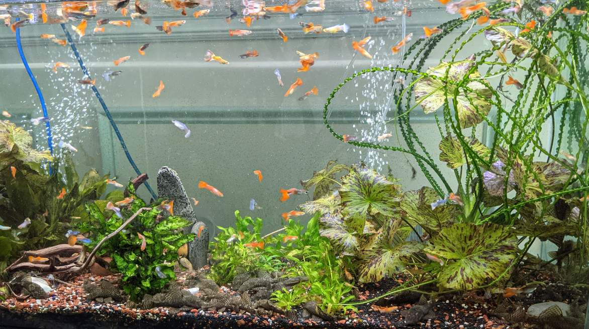 The Vibrant World of Fancy Guppies: A Complete Guide | AquAnswers