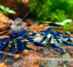 Blue Dream Shrimp Care Guide: The Sapphire Jewels of Freshwater ...