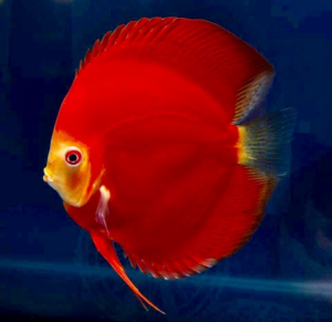 Red Melon Discus: A Complete Guide to Care, Tank Setup and Health ...