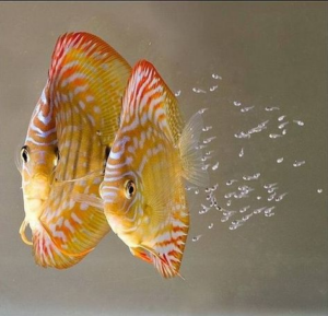 Leopard Discus: The Complete Guide to Care, Varieties, and Tank Setup ...