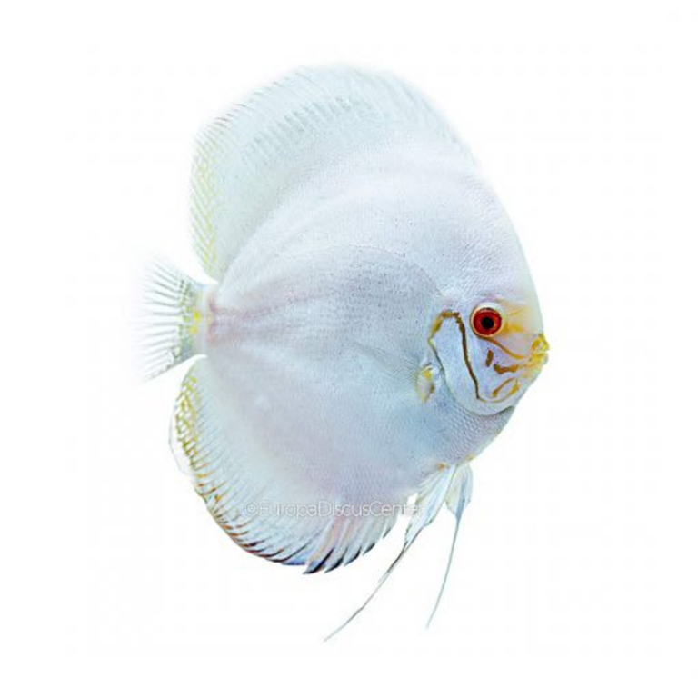 White Butterfly Discus: The Complete Care and Maintenance Guide ...