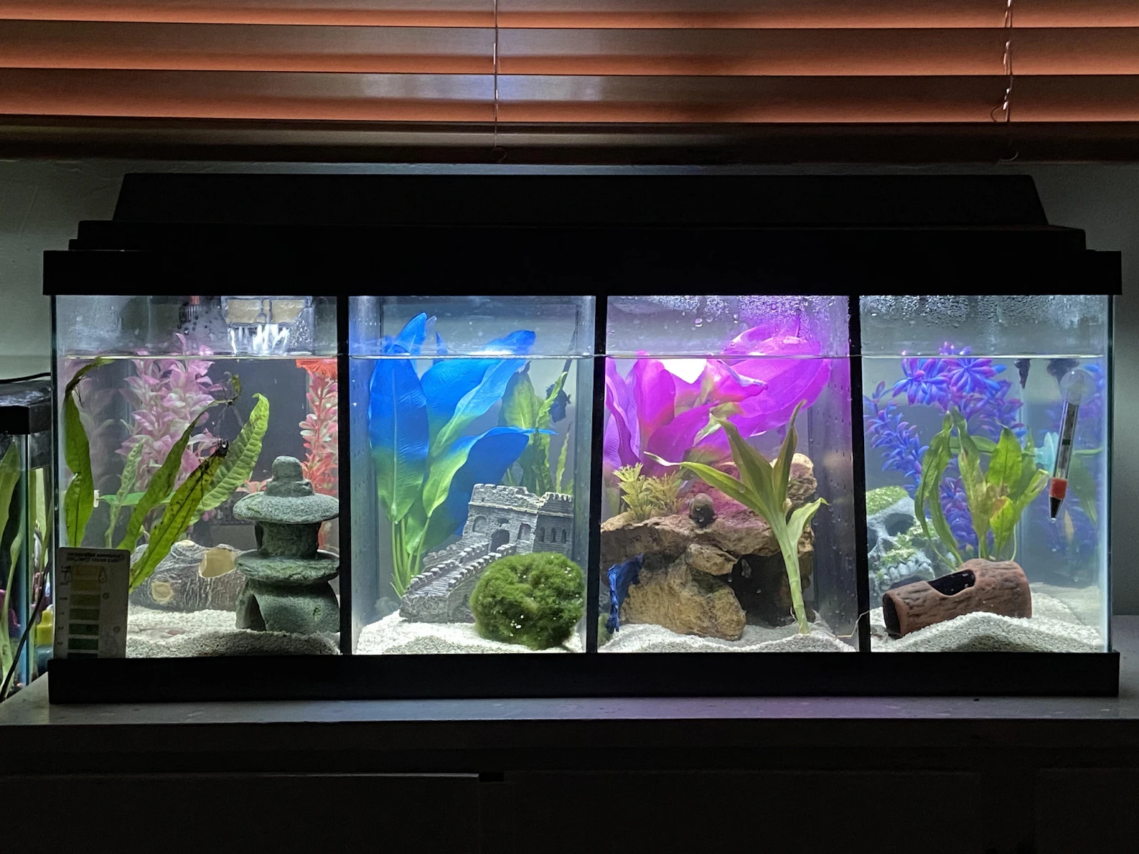 Innovative Betta Fish Tank Designs to Inspire Your Next Aquarium Setup ...