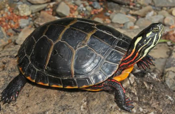 Painted Turtle (Chrysemys picta): A Colorful & Hardy Semi-Aquatic Pet ...