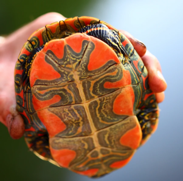 Painted Turtle (Chrysemys picta): A Colorful & Hardy Semi-Aquatic Pet ...