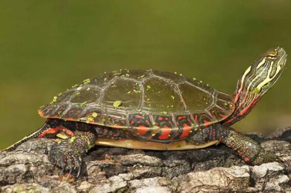 Painted Turtle (Chrysemys picta): A Colorful & Hardy Semi-Aquatic Pet ...