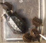 Reeves’ Turtle (Mauremys reevesii): A Hardy & Ancient Freshwater ...