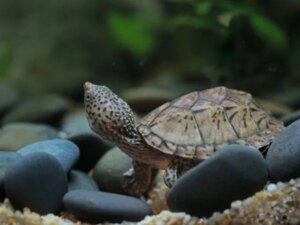 Loggerhead Musk Turtle (Sternotherus minor): Care Guide for This ...