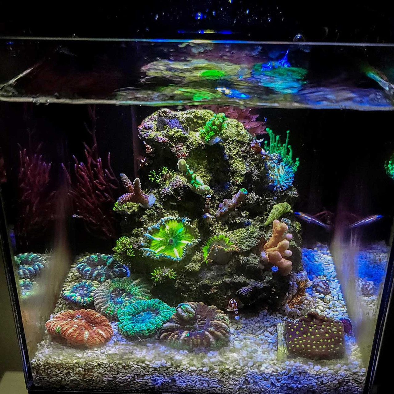 Nano Reef Tank Setup Guide: Building a Thriving Miniature Marine World ...