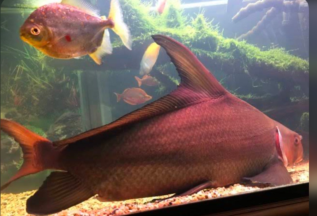 Chinese High-Fin Banded Shark (Myxocyprinus asiaticus): A Freshwater ...