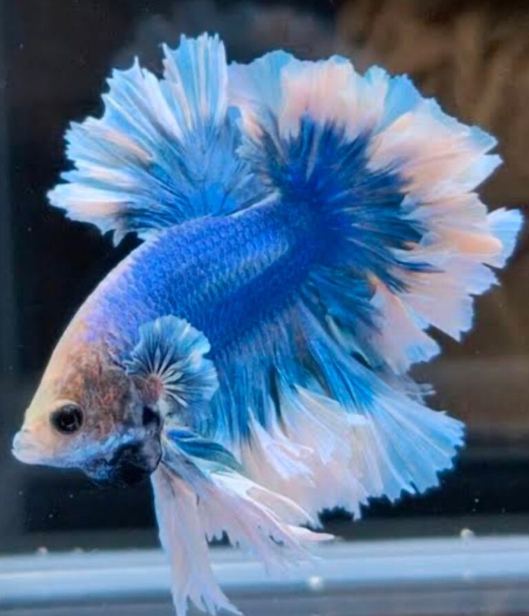 Feathertail Betta Fish (Betta splendens): A Dramatic Display of Elegance | AquAnswers