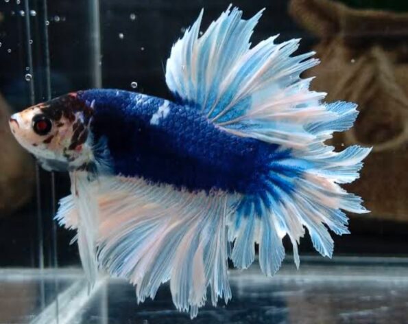 Feathertail Betta Fish (Betta splendens): A Dramatic Display of Elegance | AquAnswers