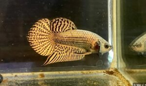 Alien Betta Fish (Betta splendens): A Metallic Showpiece With ...