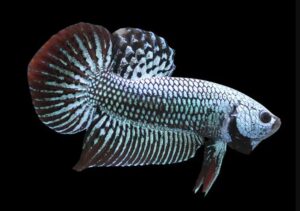 Alien Betta Fish (Betta splendens): A Metallic Showpiece With ...
