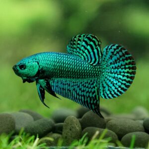 Alien Betta Fish (Betta splendens): A Metallic Showpiece With ...