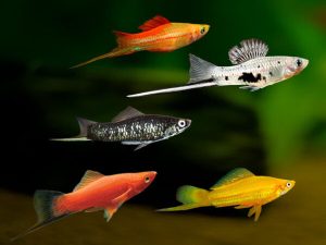 10 Types of Swordtails That Make Excellent Beginner Fish | AquAnswers