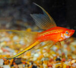 10 Types of Swordtails That Make Excellent Beginner Fish | AquAnswers