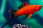 10 Types of Swordtails That Make Excellent Beginner Fish | AquAnswers