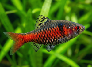 Odessa Barb (Pethia padamya) Care Guide: Colorful Schooling Fish That ...