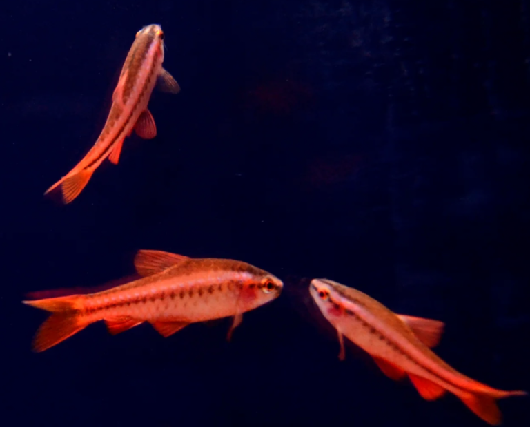 Cherry Barb (Puntius titteya) Care Guide: A Peaceful Beginner-Friendly ...