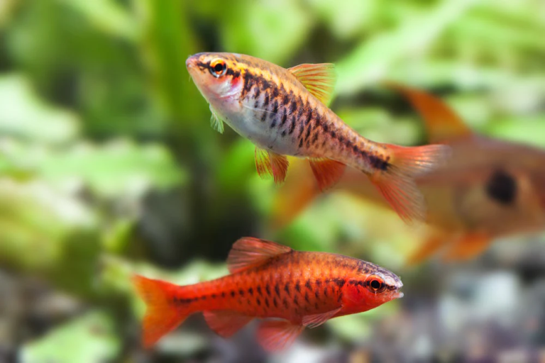 Cherry Barb (Puntius titteya) Care Guide: A Peaceful Beginner-Friendly ...