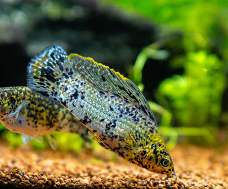 Sailfin Molly Care Guide: Elegant Livebearer with Dramatic Fins ...